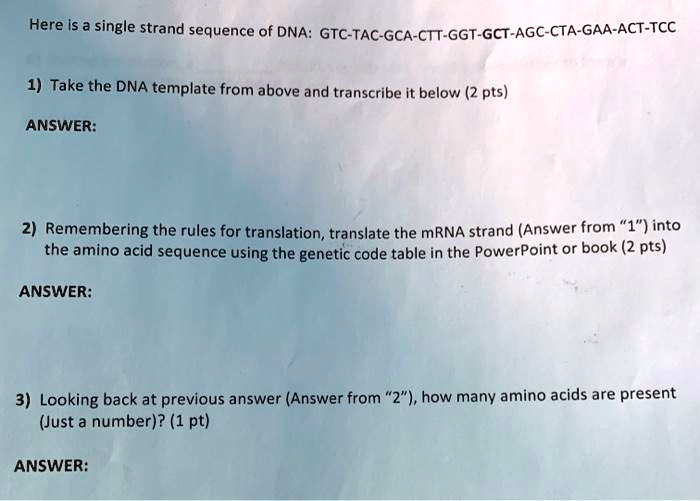SOLVED:Here Is a single strand sequence of DNA: GTC-TAC-GCA-CTT-GGT-GCT ...