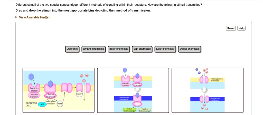Different stimuli of the two special senses trigger...