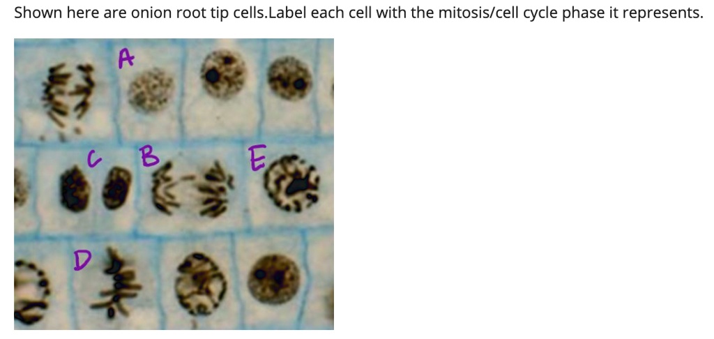 SOLVED: Shown here are onion root tip cells. Label each cell with the ...