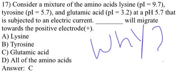 SOLVED: 17) Consider a mixture of the amino acids lysine (pI = 9.7 ...