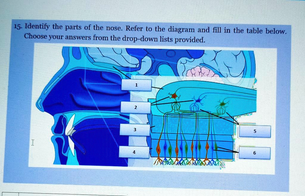 SOLVED: 15.Identify the parts of the nose.Refer to the diagram and fill ...