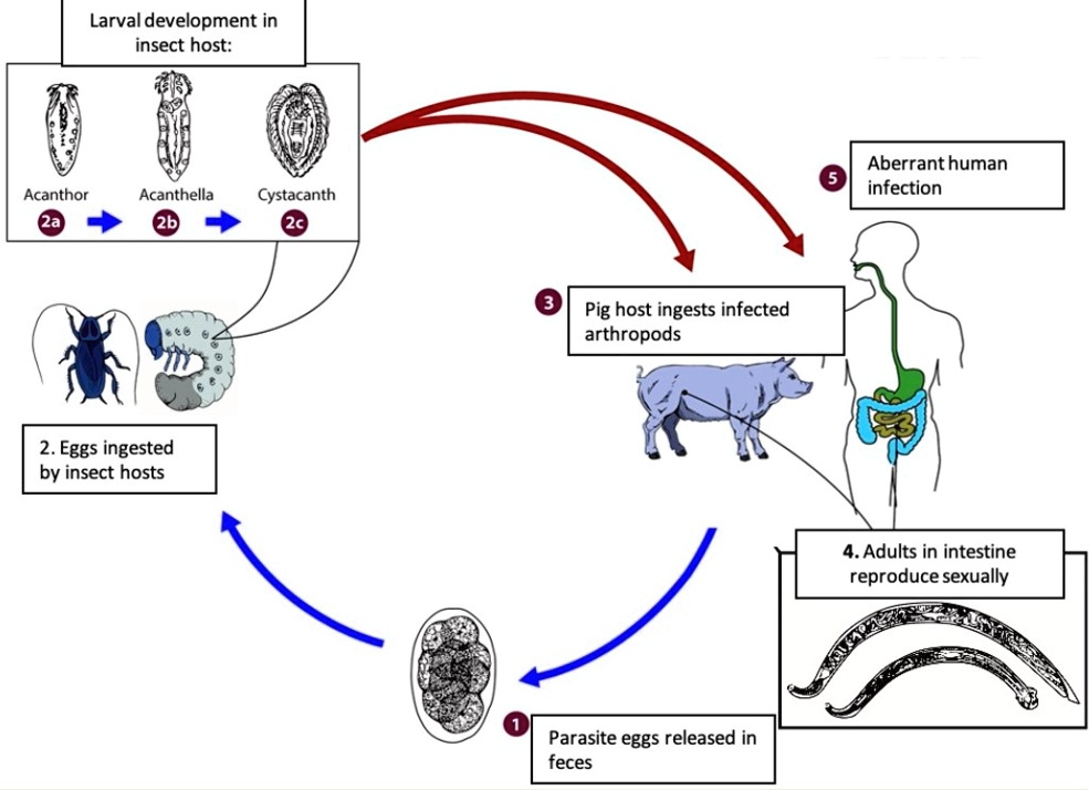 Larval development in insect host: Acanthor 2a Acanthella 2b Cystacanth ...