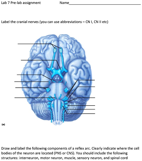 Neuroglial Cells Labeled