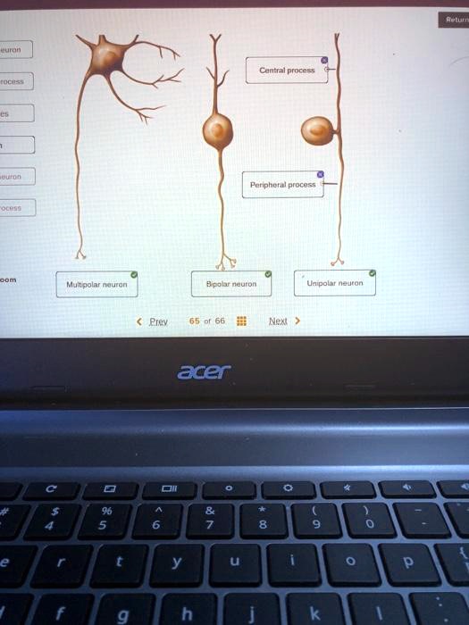 SOLVED: eveything is correct except the central and peripheral process ...
