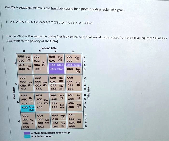 The DNA sequence below is the template strand for a protein coding ...