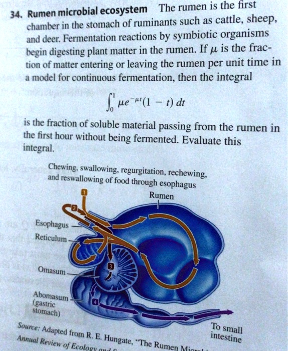 microbial ecosystem the rumen is the first 34 rumen chamber in the ...