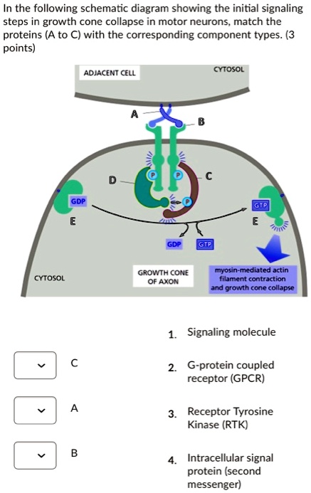 in the following schematic diagram showing the initial signaling steps ...