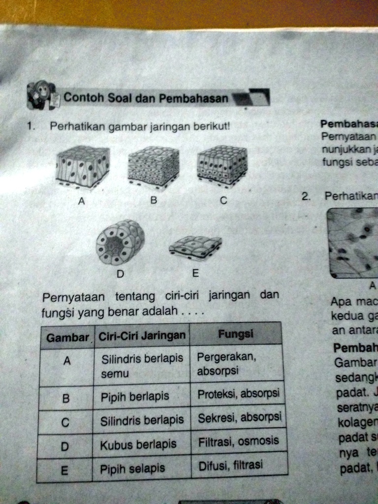 SOLVED: Peenyataan tentang ciri ciri jaringan dan fungsi yang benar ... SOLVED: Peenyataan tentang ciri ciri jaringan dan fungsi yang benar ...
