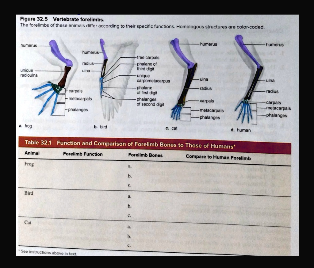 SOLVED: Figure 32.5 Vertebrate forelimbs. The forelimbs of these animals differ according to ...