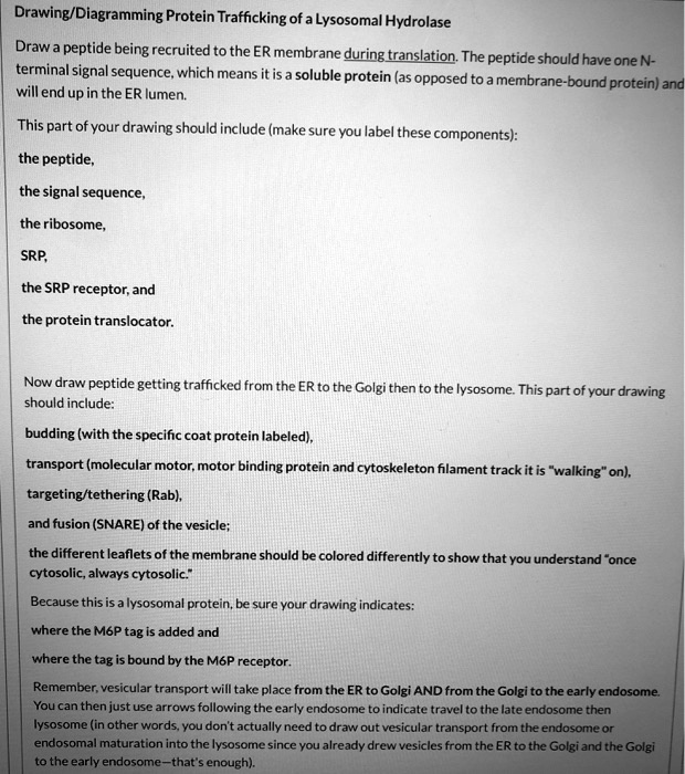 SOLVED: Drawing/Diagramming Protein Trafficking of a Lysosomal ...