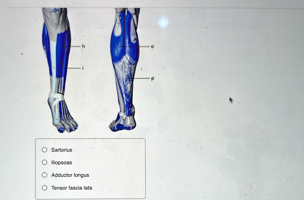 Identify the muscle labeled c sartorius iliopsoas adductor...