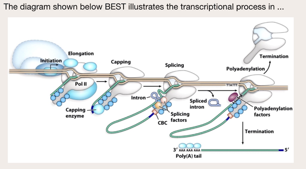 SOLVED: The diagram shown below BEST illustrates the transcriptional ...