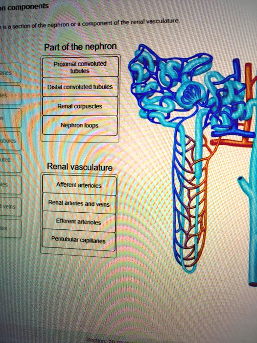 on components is a section of the nephron or a component of the renal ...