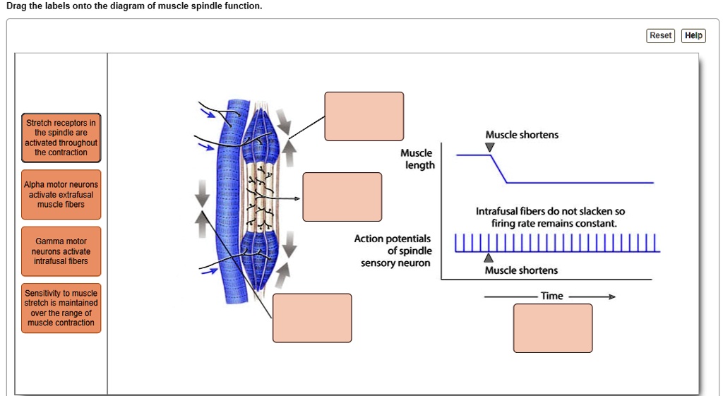 Drag the labels onto the diagram of muscle spindle function. Stretch ...