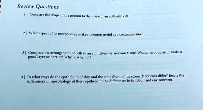 Review Questions 1| Compare the shape of the neuron to the shape of an ...