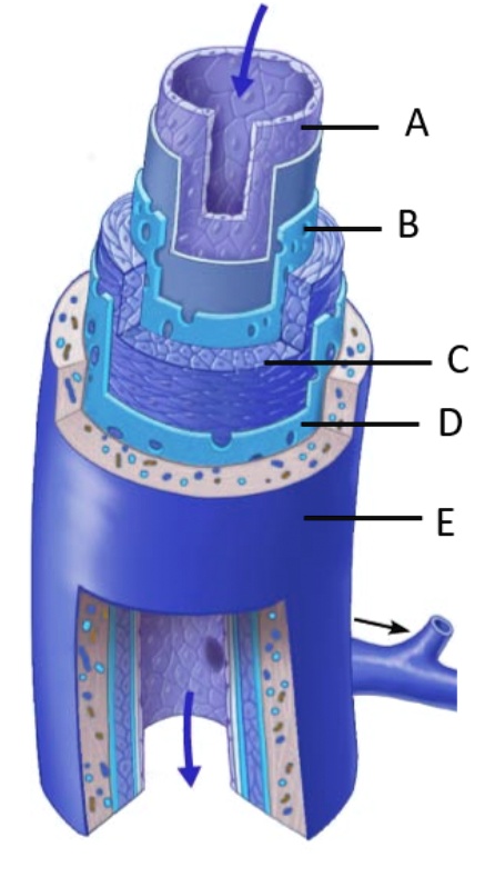 SOLVED: In this cross section of an artery, which tagged layer is made ...