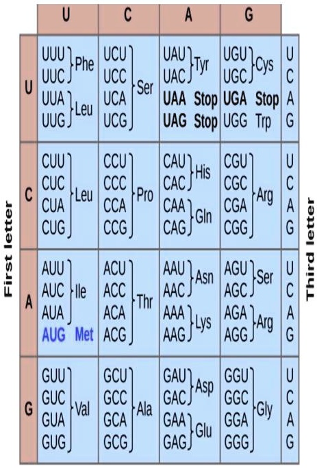 SOLVED: Amino acid sequence: Describe the effect on the resulting ...