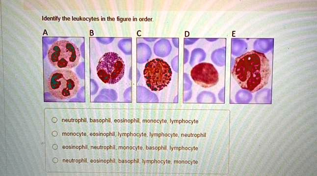 Identify the leukocytes in the figure in order. A B C D E neutrophil ...