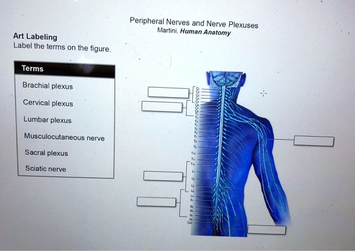 Peripheral nerves ad nerve plexuses martini human anatomy...
