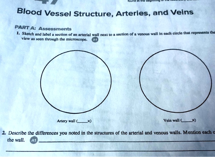 blood vessel structure arteries and veins part a assessments sketch and ...