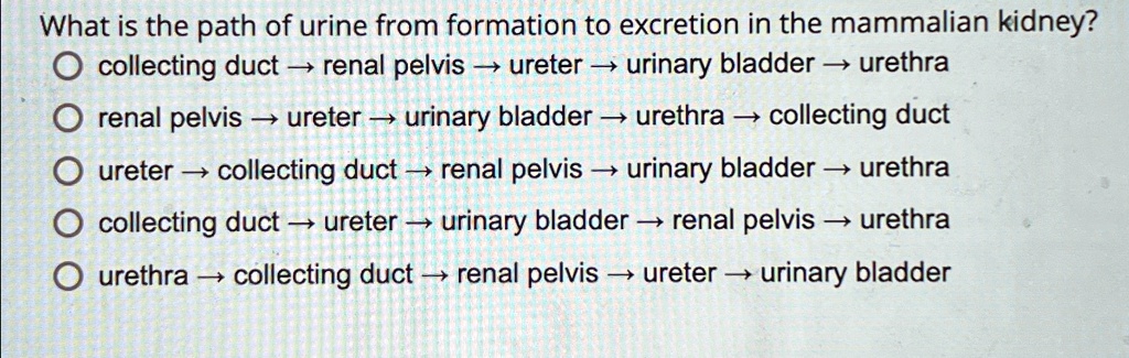 What is the path of urine from formation to excretion in the mammalian ...