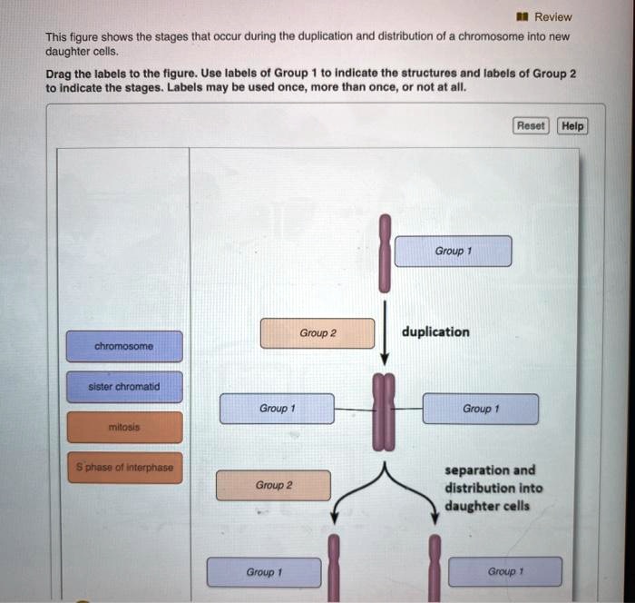 SOLVED: This figure shows the stages that occur during the duplication and distribution of ...