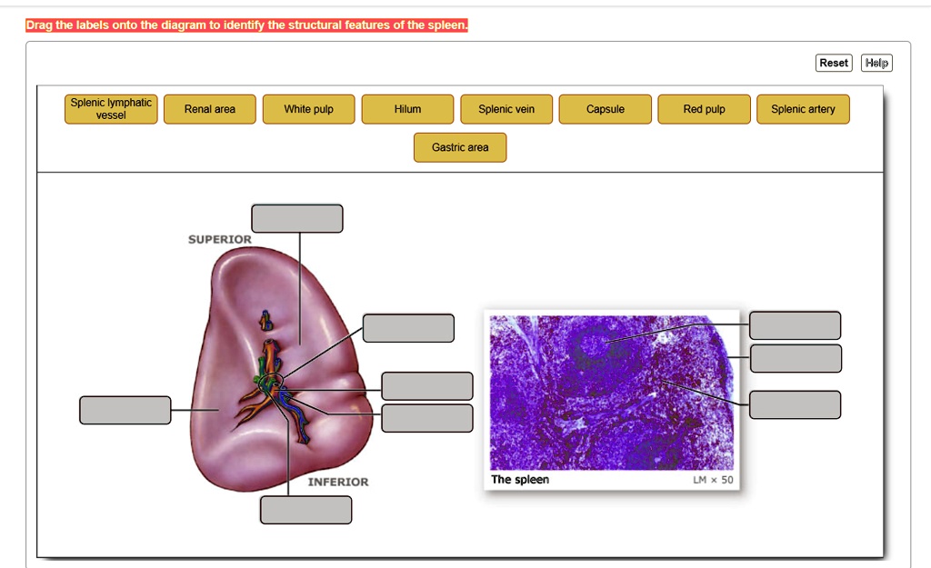 Drag the labels onto the diagram to identify the structural features of ...