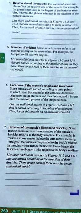4. Relative size of the muscle: The names of some muscles reflect the ...