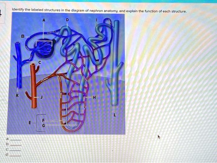 Identify the labeled structures in the diagram of nephron anatomy, and explain the function of ...