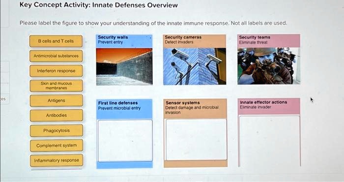key concept activity innate defenses overview please label the figure to show your understanding ...