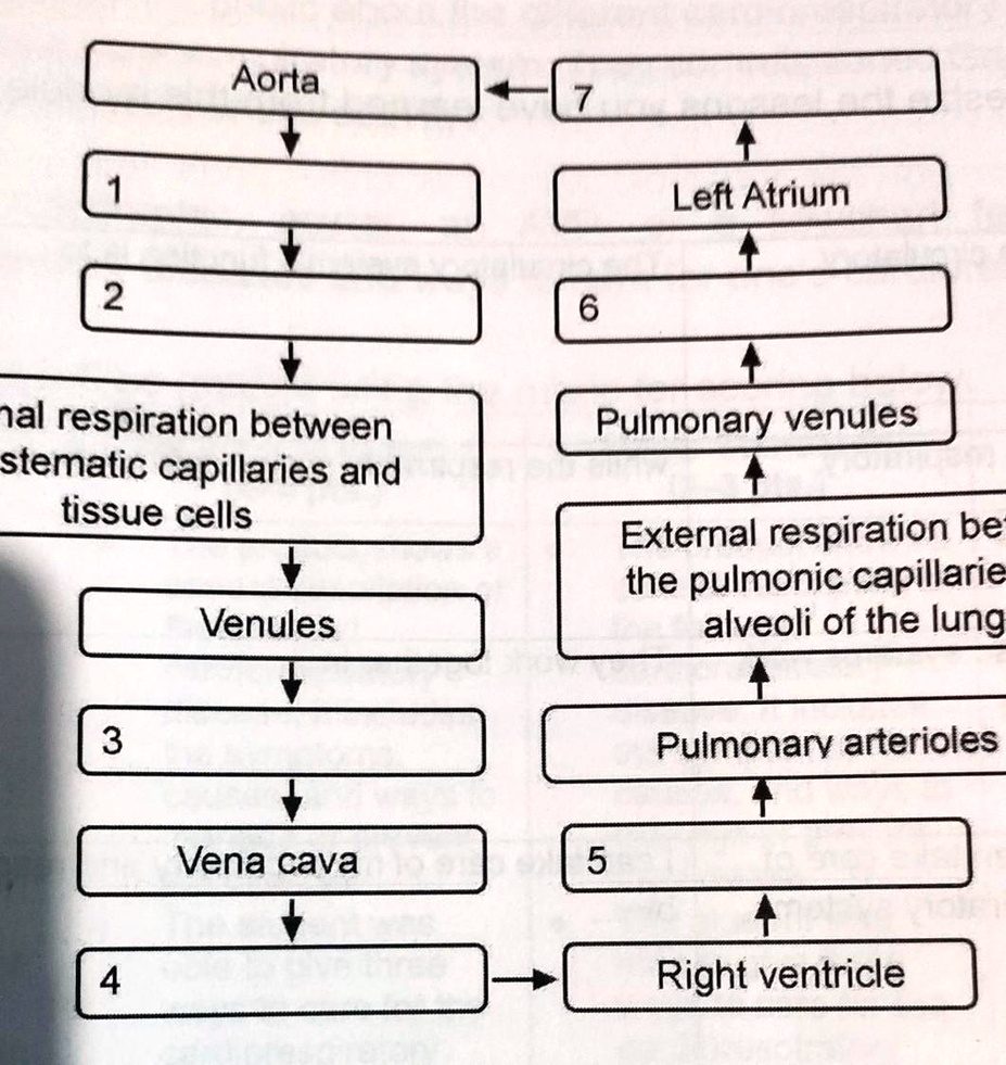 SOLVED: The given flowchart illustrates the pathway of blood flow and ...