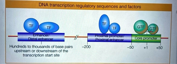 SOLVED: DNA transcription regulatory sequences and factors GTF Enhancer ...