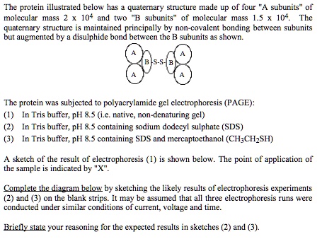 SOLVED: The protein illustrated below has quaternary structure made up ...