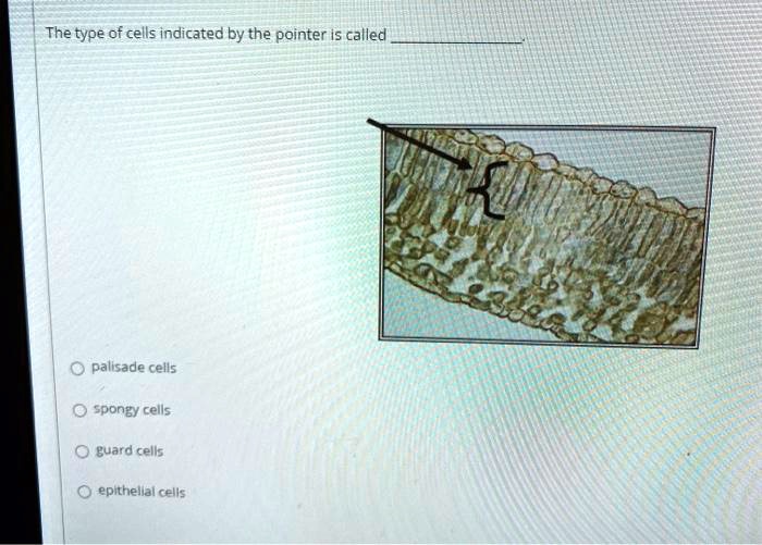 the type of cells indicated by the pointer is called pallsade cells ...
