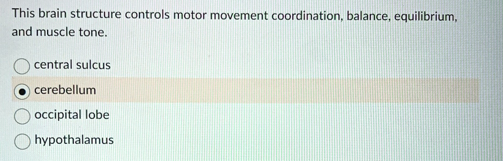 this brain structure controls motor movement coordination balance ...