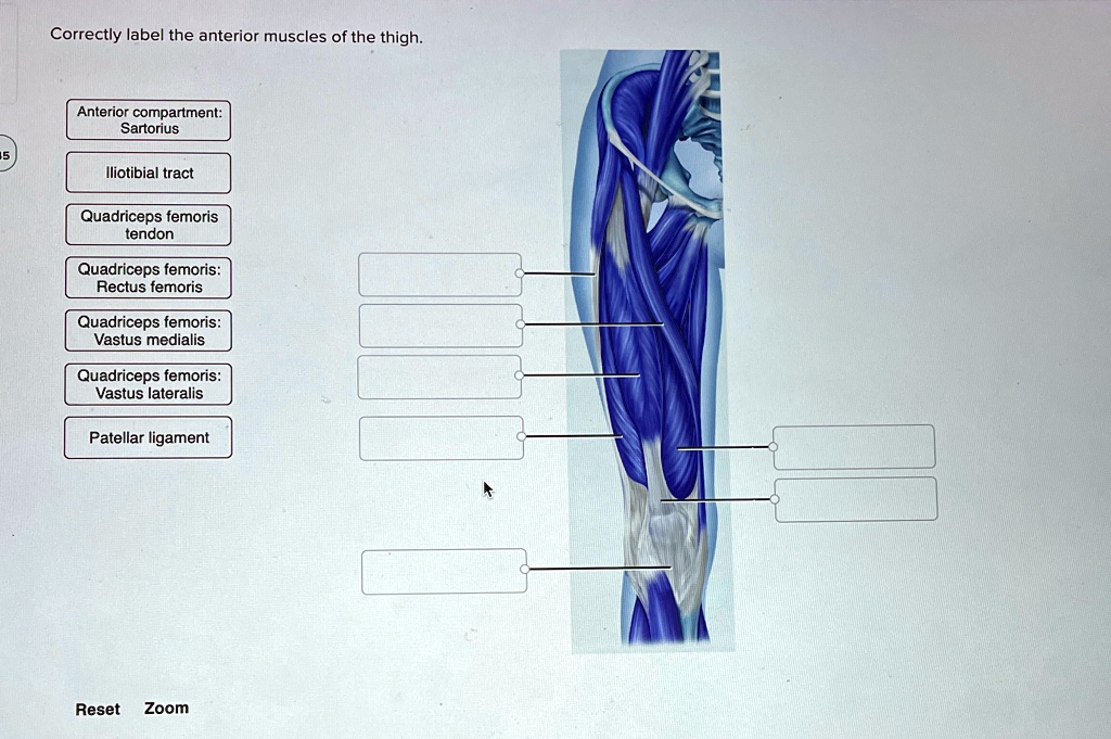 SOLVED: Correctly label the anterior muscles of the thigh. Anterior ...