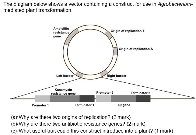 The diagram below shows a vector containing a construct for use in ...