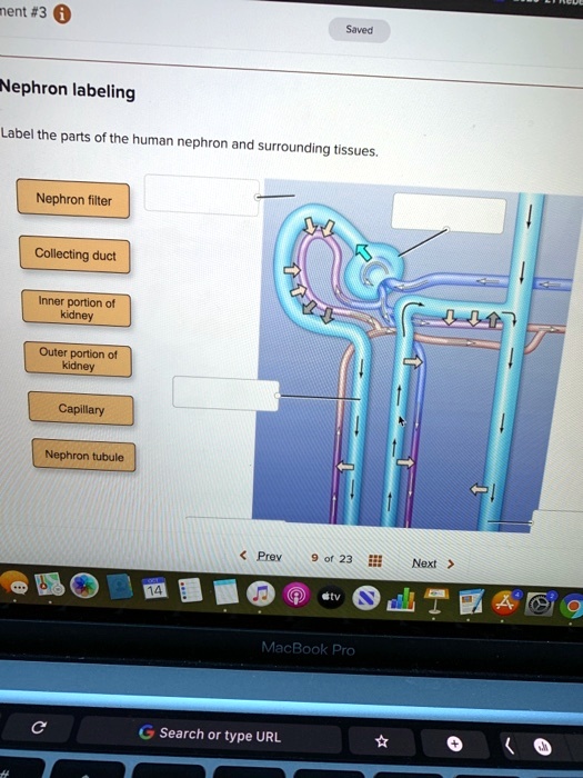 Nephron labeling Label the parts of the human nephron and surrounding ...