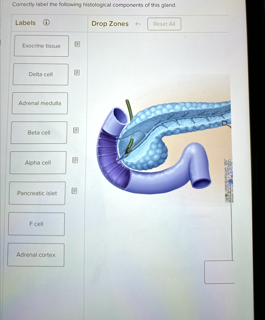 Correctly label the following histological components of this gland ...