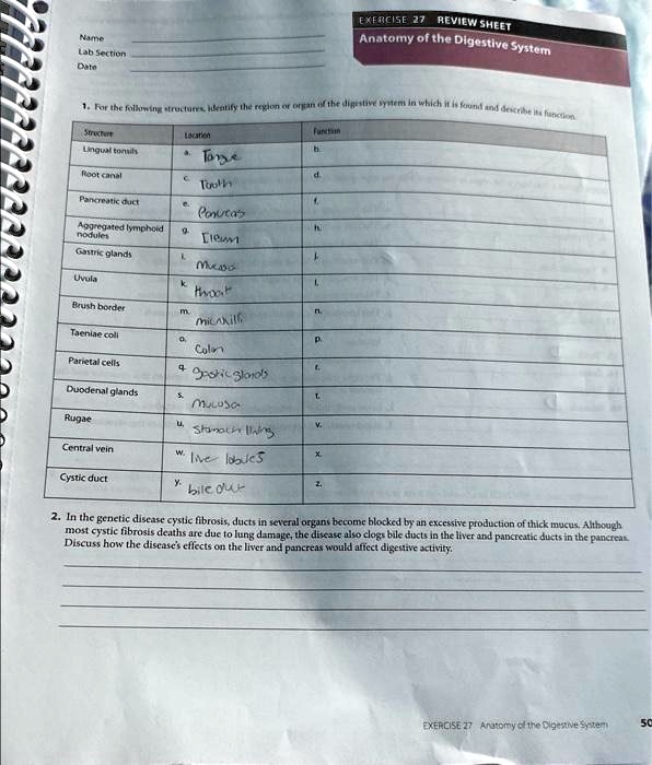 Name Lab Section Date EXERCISE 27 REVIEW SHEET Anatomy of the Digestive ...