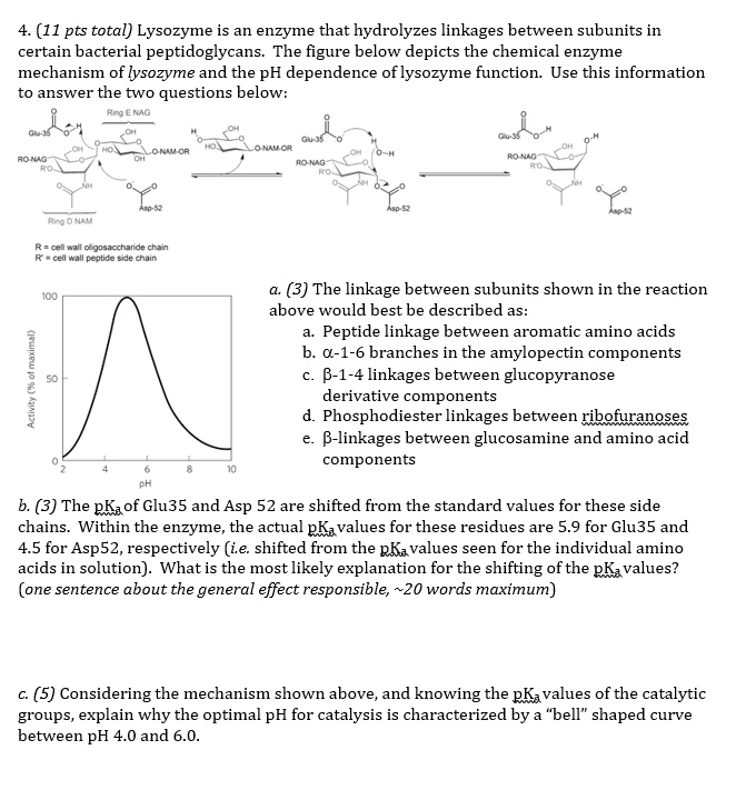 SOLVED: Lysozyme is an enzyme that hydrolyzes linkages between subunits ...
