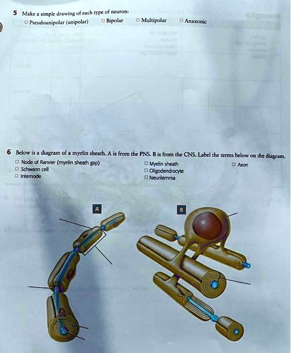 5 Make a simple drawing of each type of neuron: ? Pseudounipolar ...