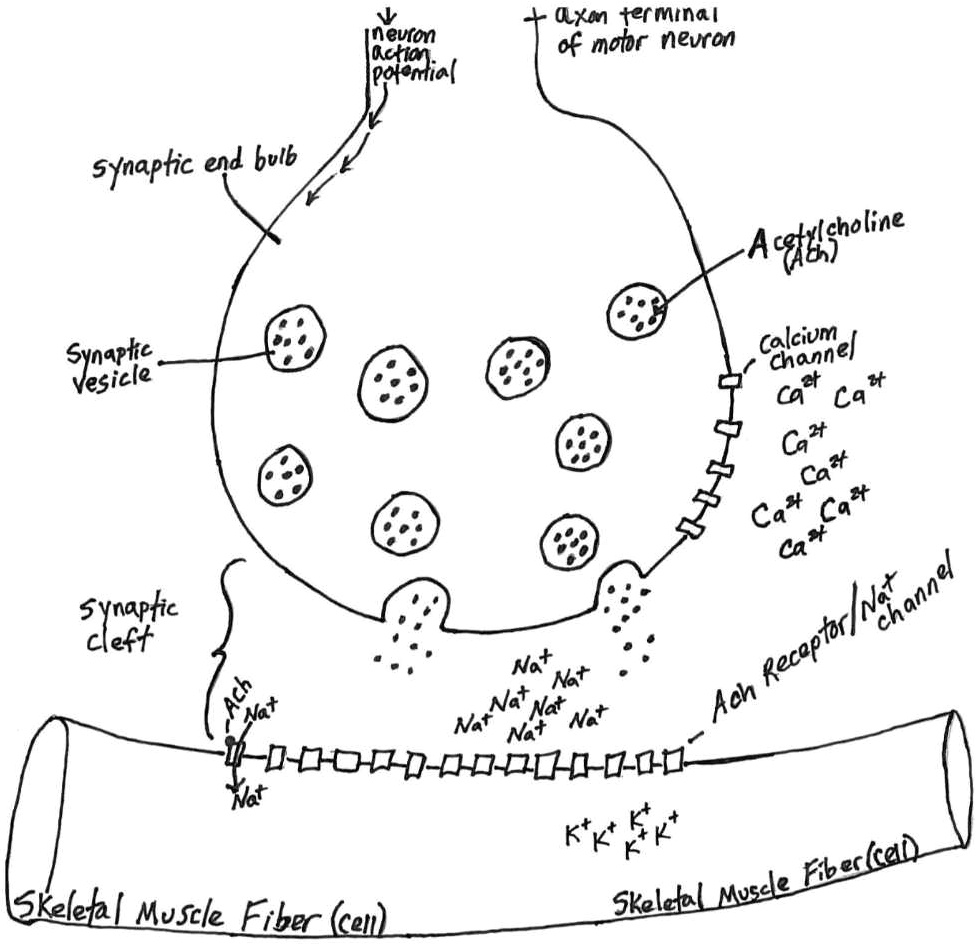 synaptic end bulb ? neuron action potential axonal terminal of motor ...