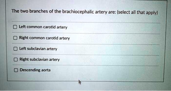 SOLVED: The two branches of the brachiocephalic artery are: (select all that apply) - Left ...