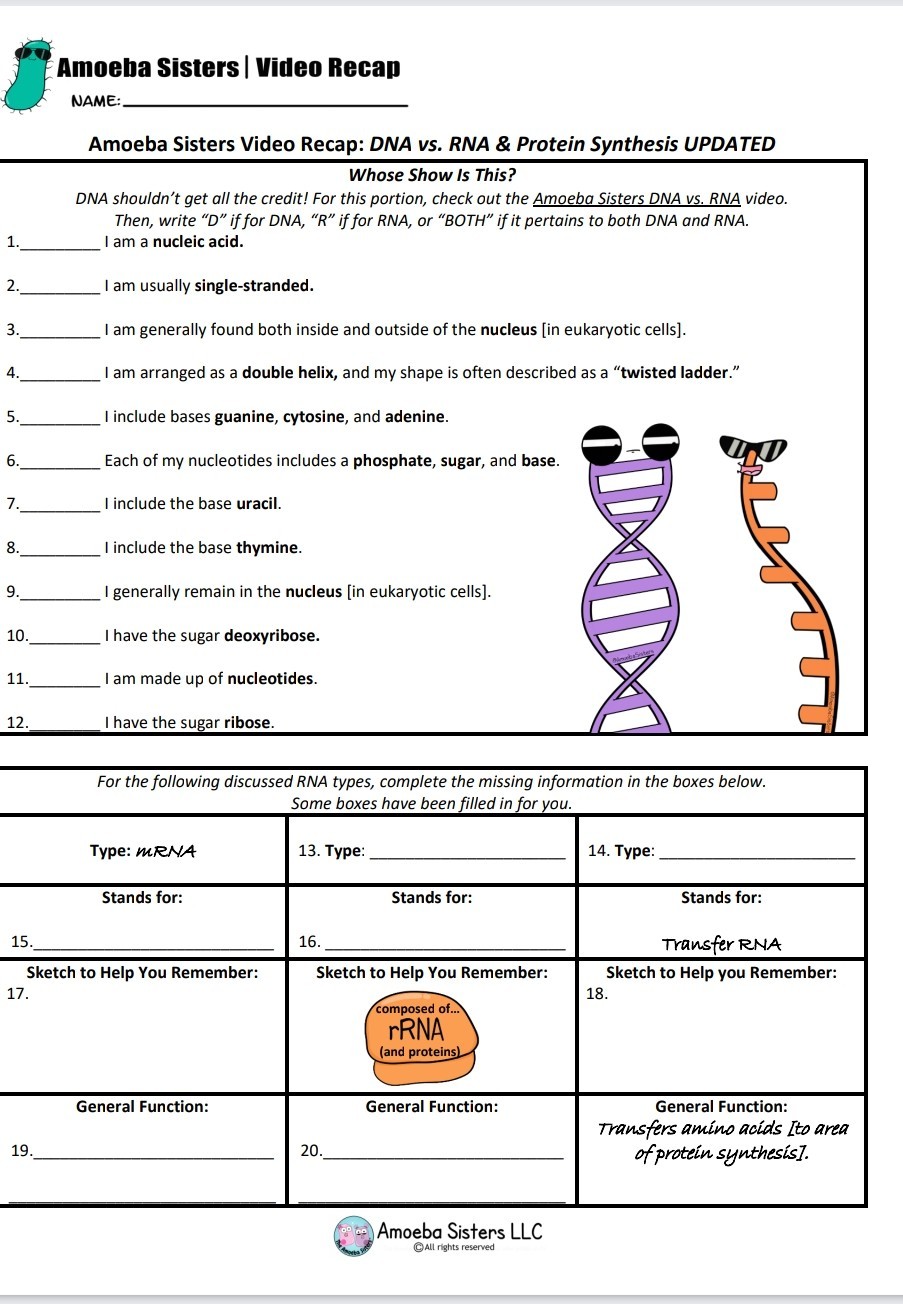 SOLVED: Amoeba Sisters | Video Recap NAME: Amoeba Sisters Video Recap ...