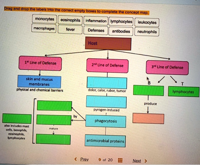 SOLVED: Text: Drag and drop the labels into the correct empty boxes to ...