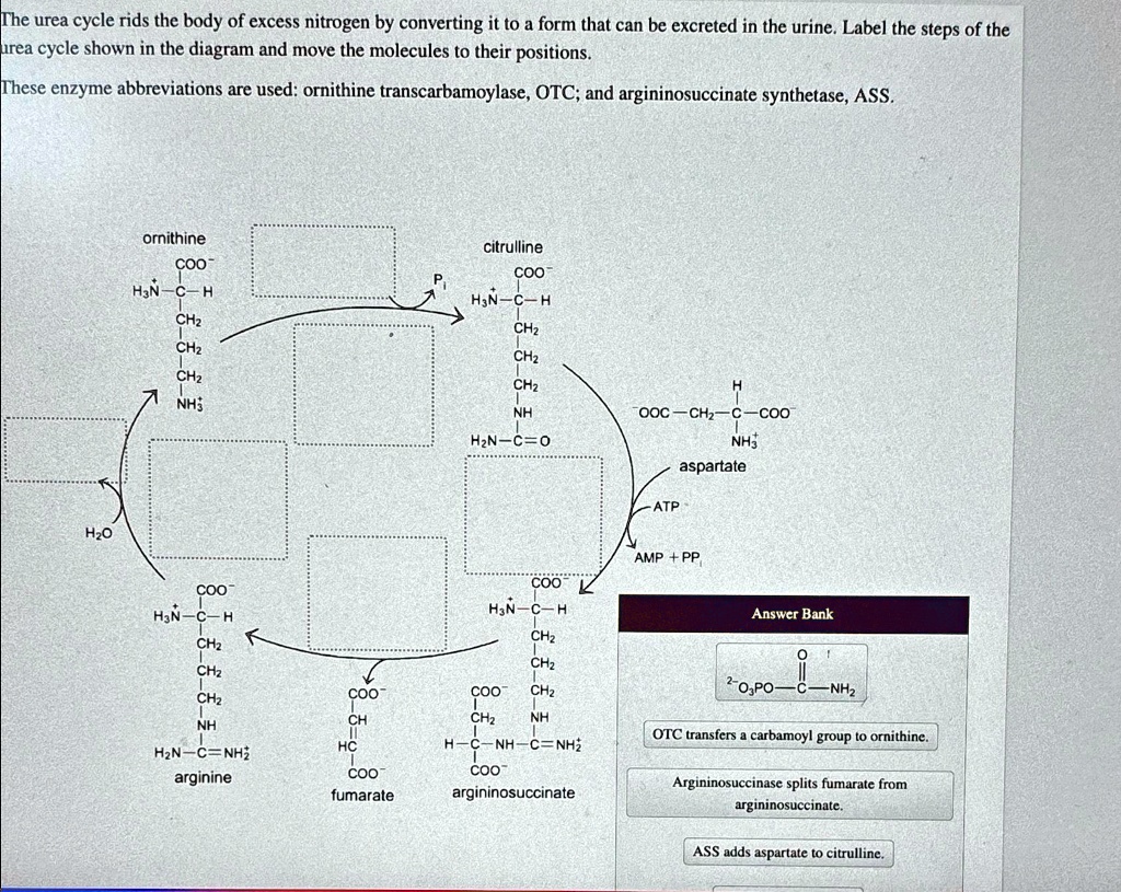 The urea cycle rids the body of excess nitrogen by converting it to a ...