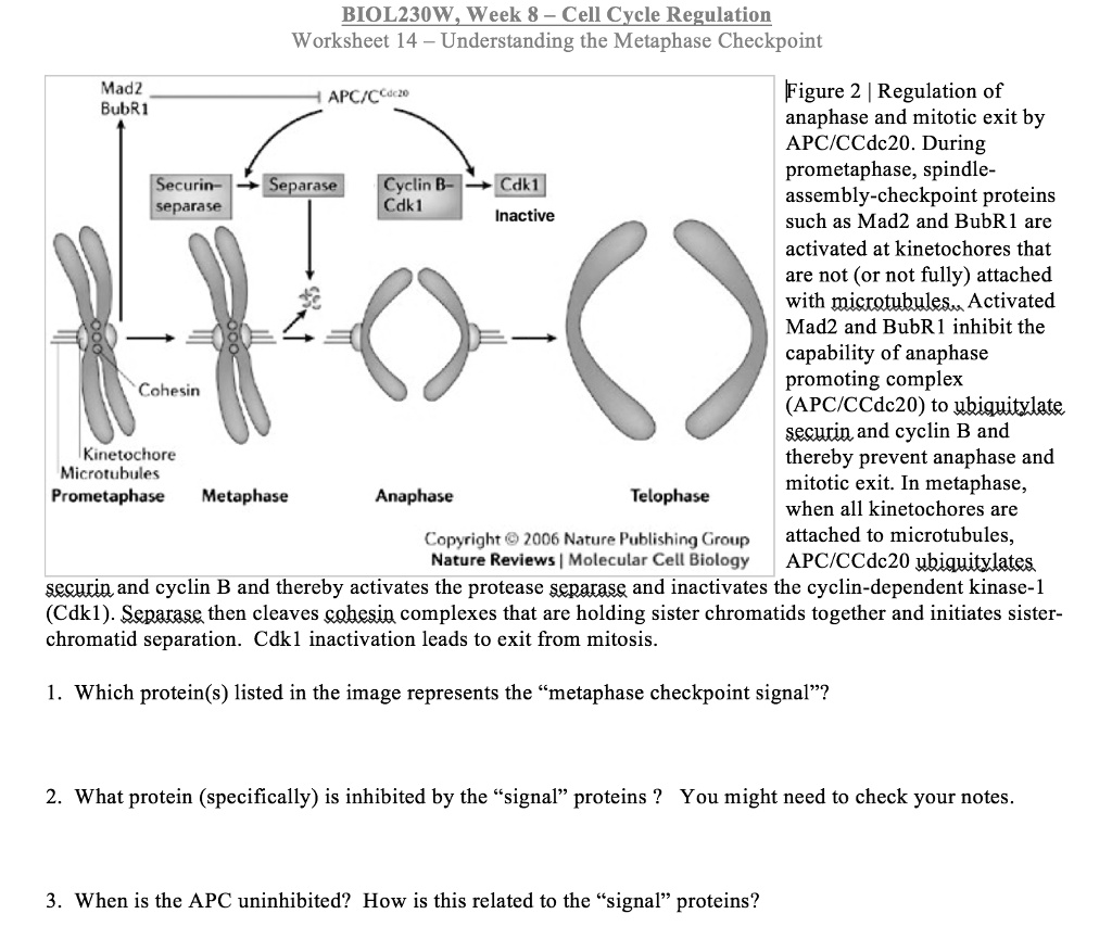 biol23w week 8 cell cycle regulation worksheet 14 understanding the ...