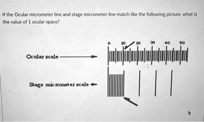 SOLVED: If the Ocular micrometer line and stage micrometer line match ...