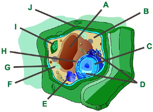 consider this plant cell which organelle is labeled i nucleus ...